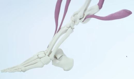 This Is What Humans Need to Look Like to Survive a Car Crash