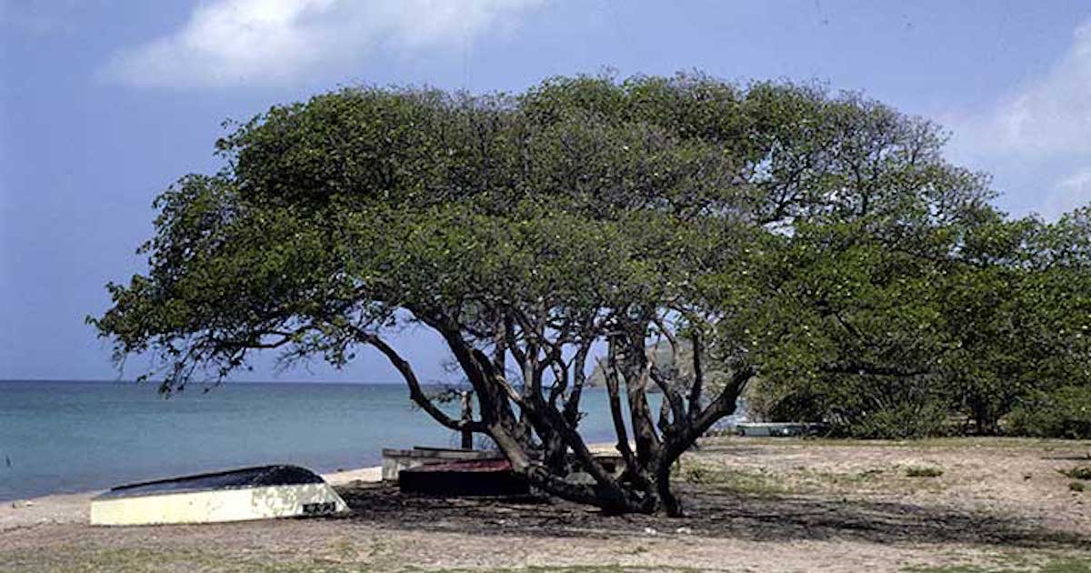 This Tree Wants to Kill You, So Leave It the Hell Alone