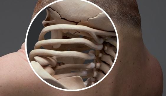 This Is What Humans Need to Look Like to Survive a Car Crash