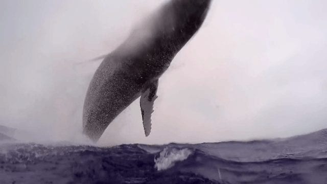 Diver captures craziest 7 seconds of whale footage you've ever seen.