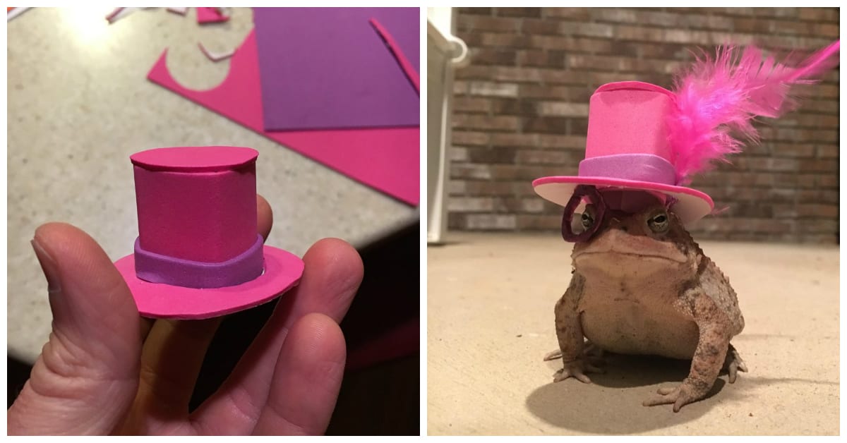 Man Crafts Hats for the Adorable Toad That Hangs out on His Porch