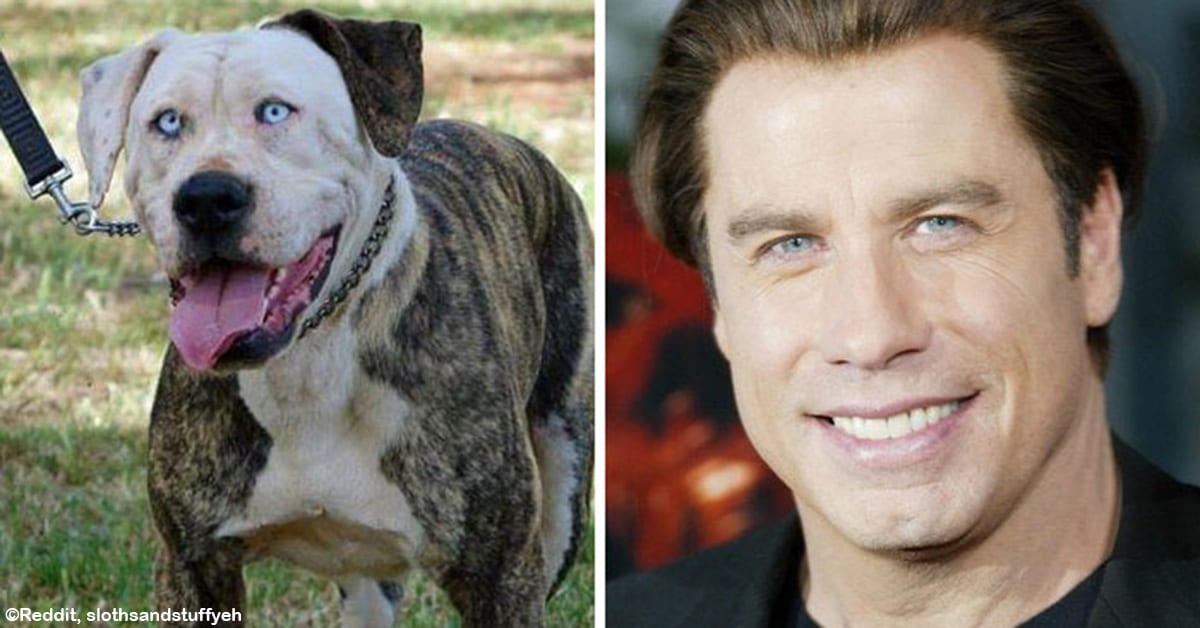11 Animals and Their Celebrity Look-Alikes