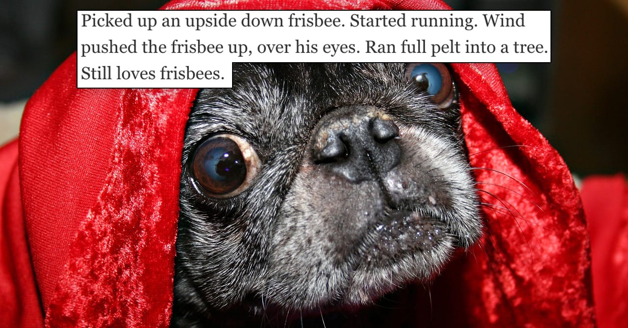 Pet Owners Recall the Dumbest Things Their Animals Ever Did