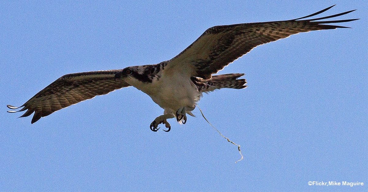 How Bird Poop Shaped Our Maps
