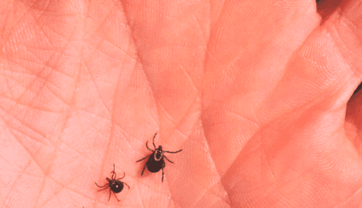 This Tick's Bite Can Make You Allergic to Red Meat...And It's Spreading