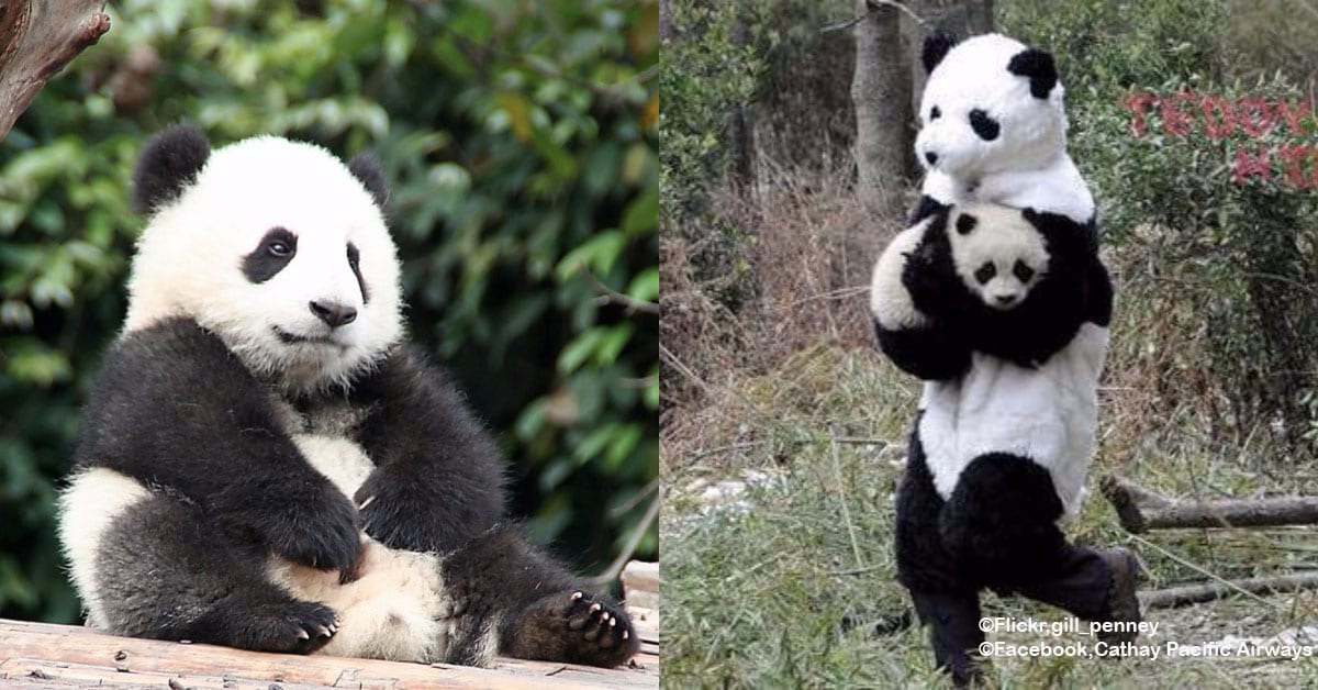 There's Actually a Job Where You Can Dress up as a Panda to Play with ...