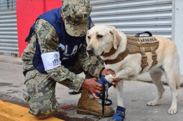 Everyone Loves the Hero Rescue Dog in Mexico Who Has Saved Over 50 People