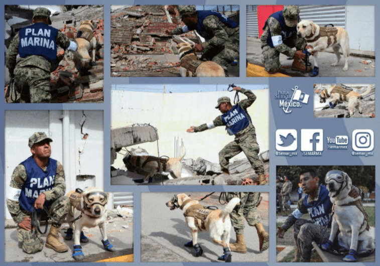 Everyone Loves the Hero Rescue Dog in Mexico Who Has Saved Over 50 People