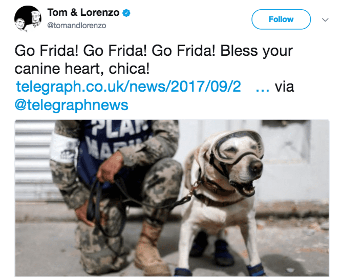 Everyone Loves the Hero Rescue Dog in Mexico Who Has Saved Over 50 People