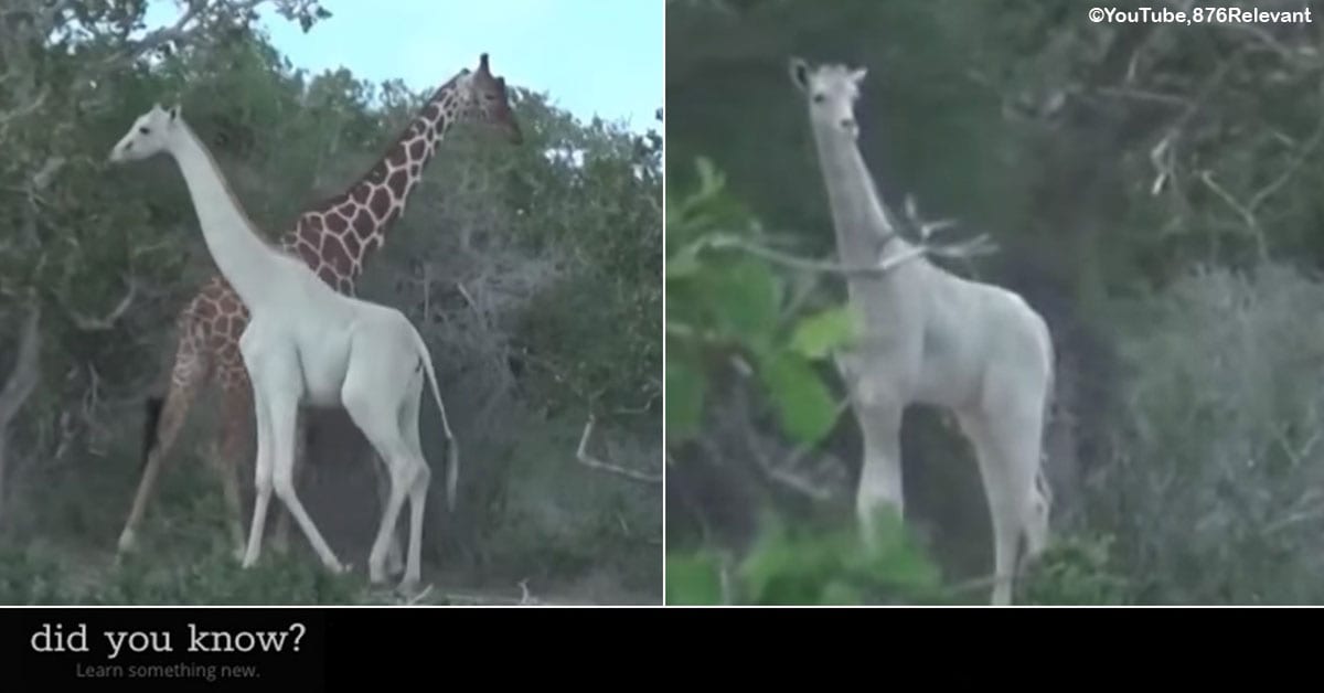 Two Magical White Giraffes Spotted in the Wild