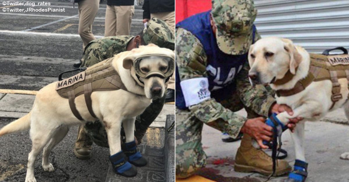 Everyone Loves the Hero Rescue Dog in Mexico Who Has Saved Over 50 People