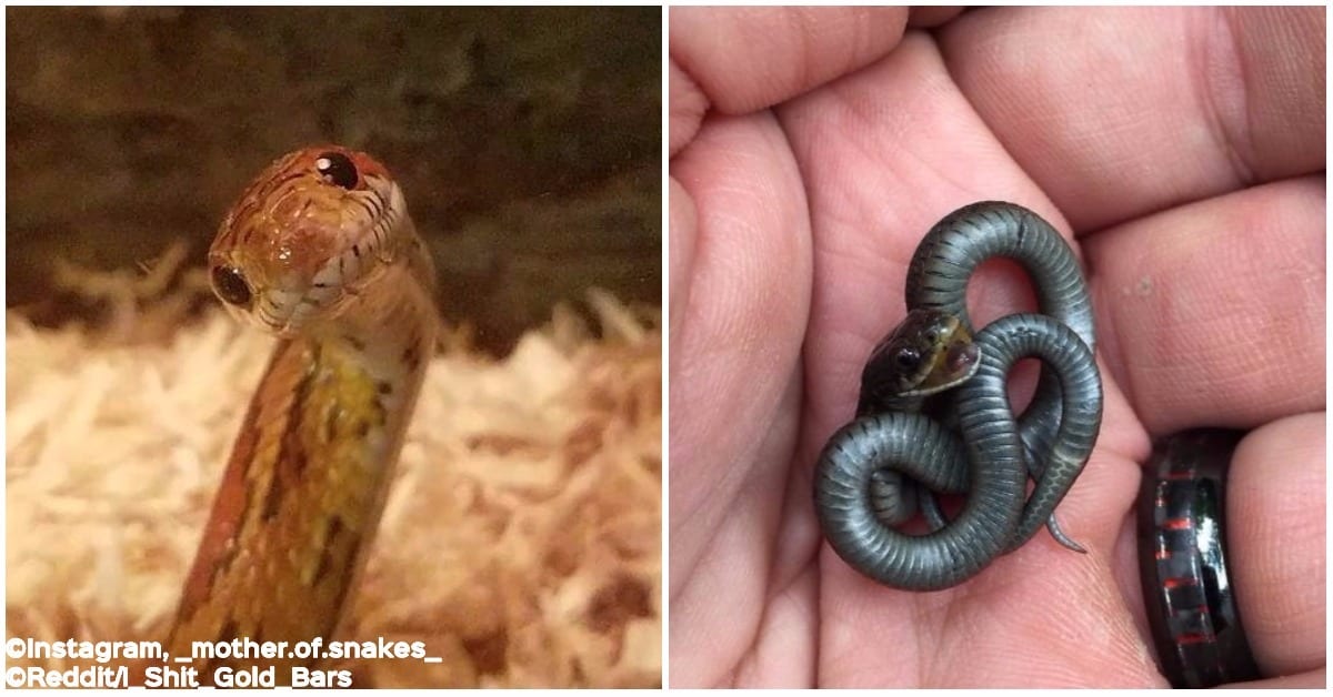 These 17 Adorable Photos Might Just Help You Conquer Your Fear of Snakes