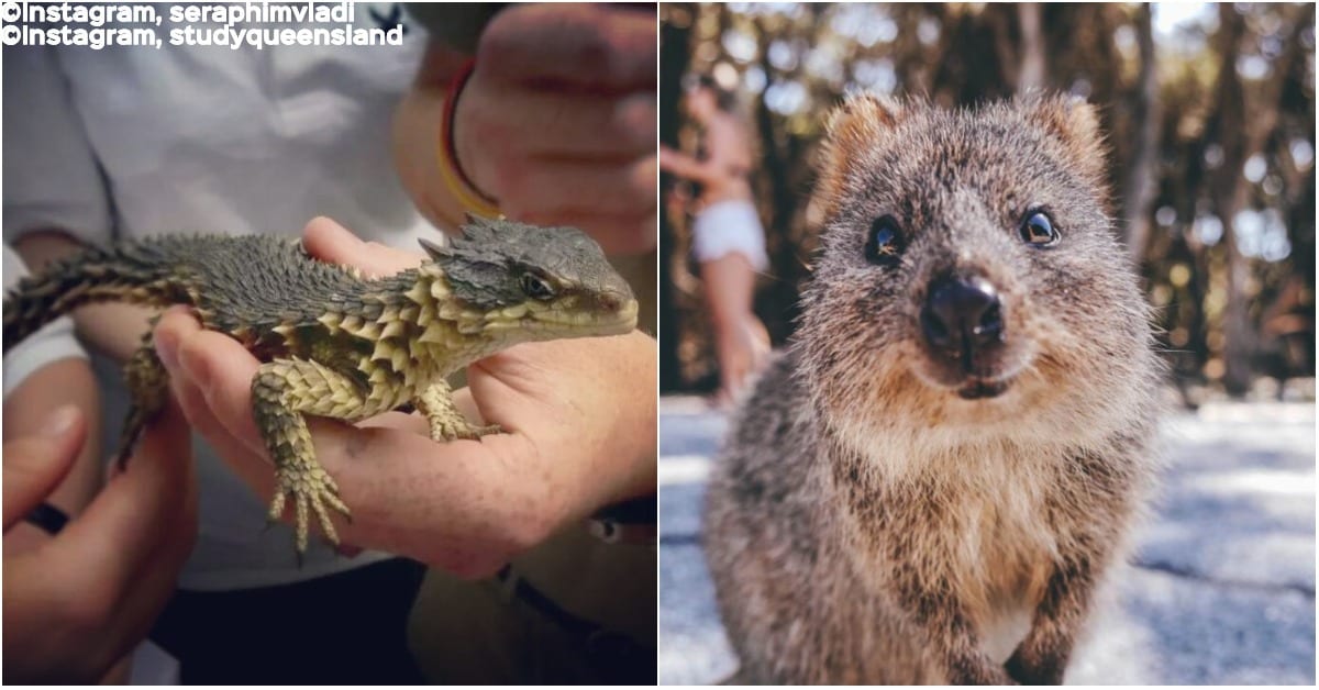 10 Weirdly Amazing Animals Who Do Not Want to Be Your Pet