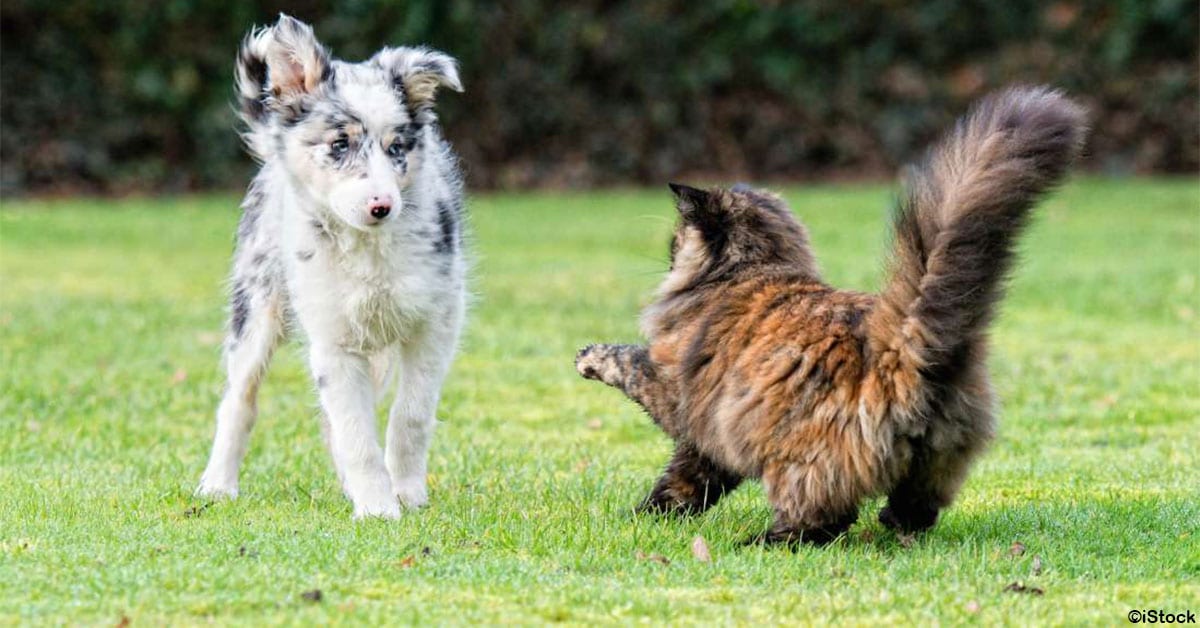 Cats Poof up Their Tails for a Very Specific Reason
