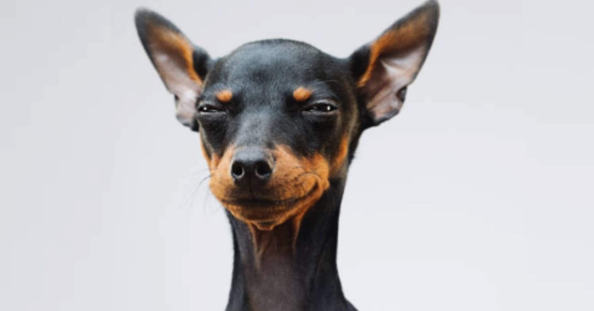 Dogs Can Tell If You're Untrustworthy, Research Finds