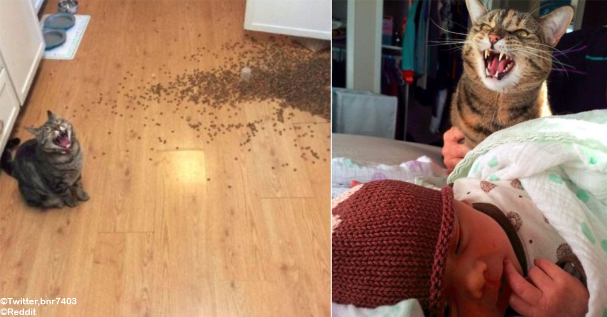 12 Things You’re Only Allowed to Laugh at If Your Cat Is Rude as Hell