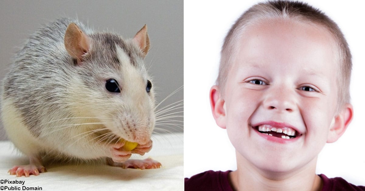 Want a Happy Kid? Buy Them a Pet Rat