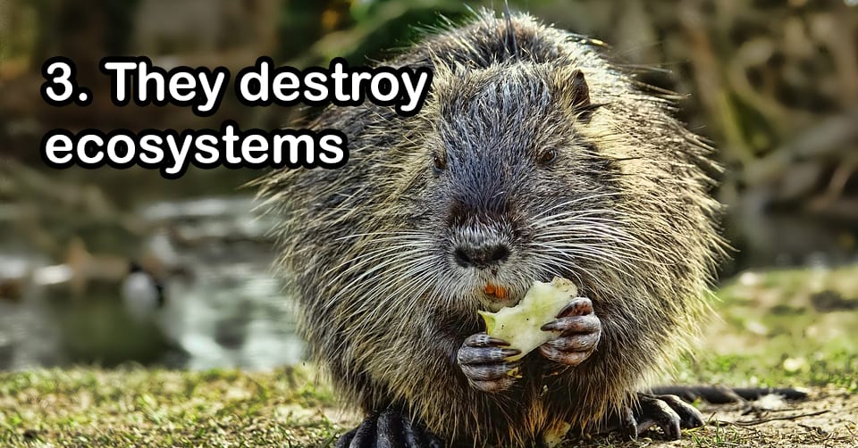 5 Facts About Nutria, the Rodent Taking over Louisiana