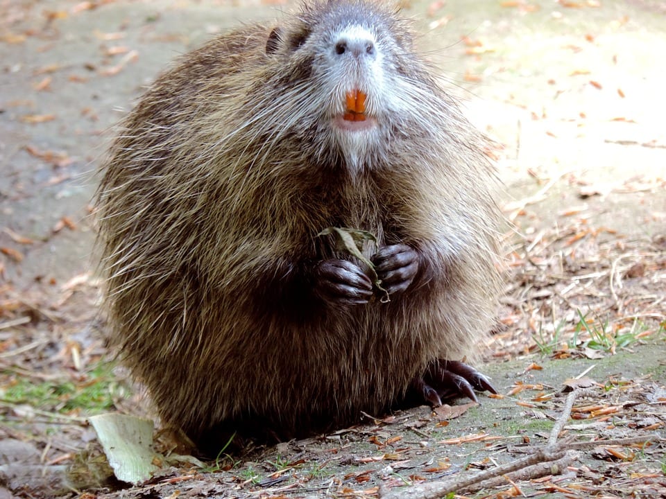 5 Facts About Nutria, the Rodent Taking over Louisiana