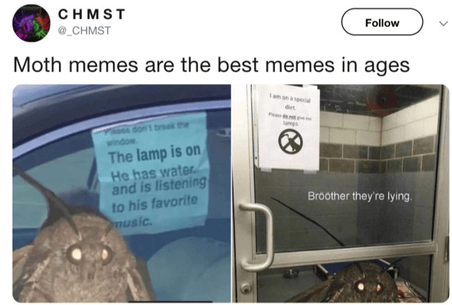 The Latest Viral Meme Trend Is All About the Moths, Baby