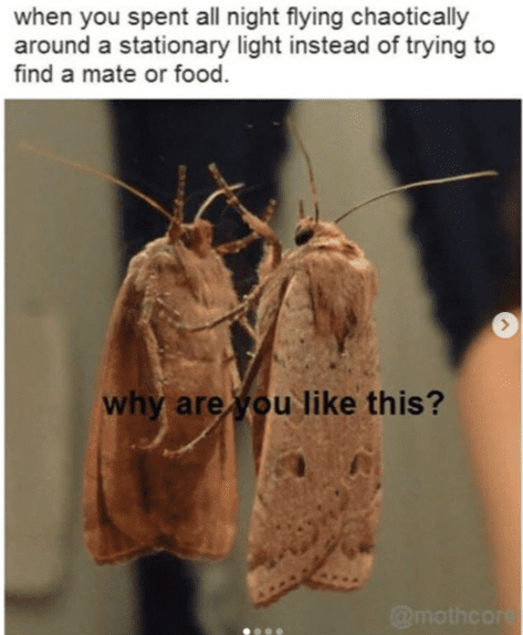 The Latest Viral Meme Trend Is All About the Moths, Baby