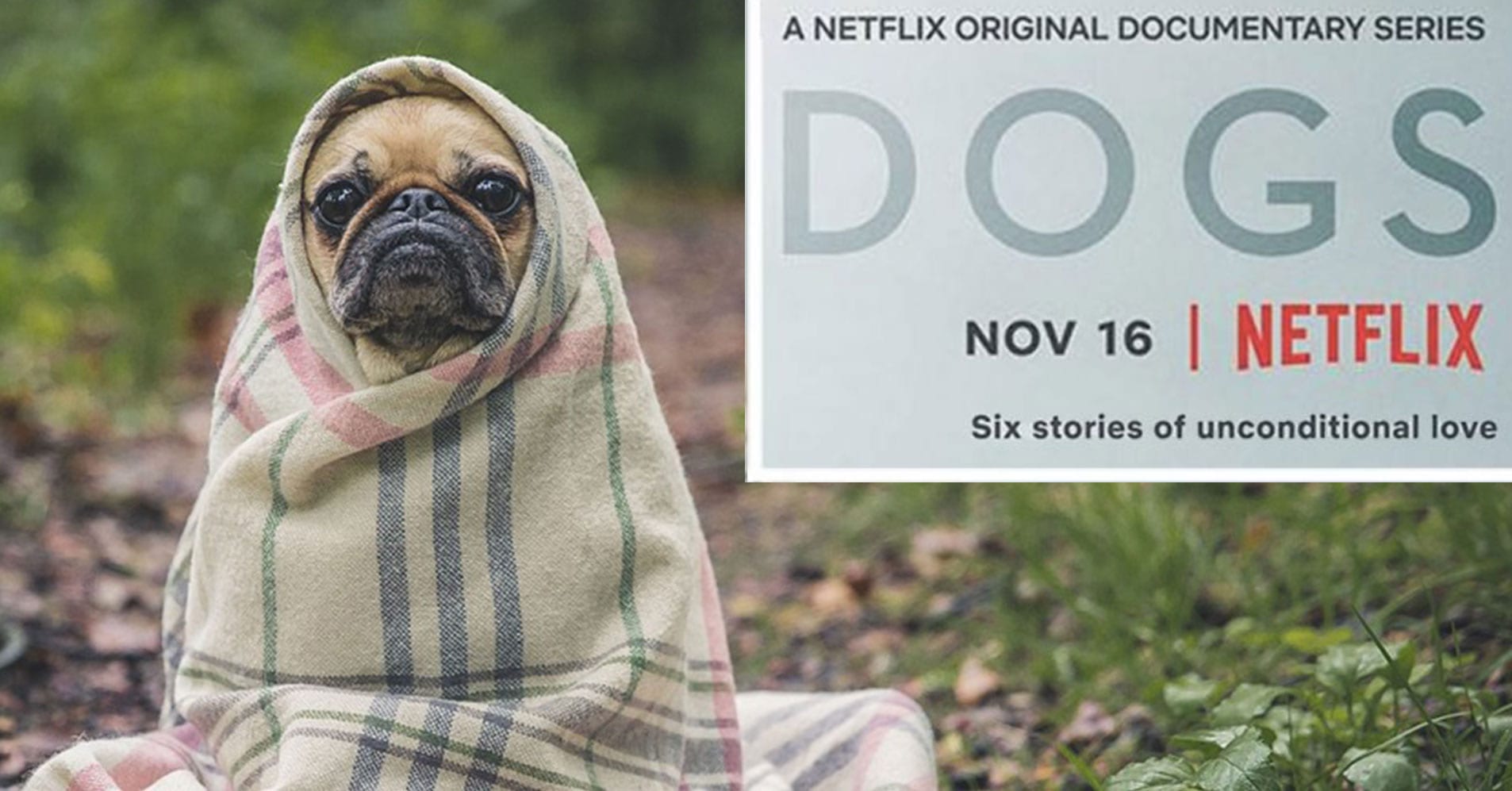 Netflix's 'Dogs' Docuseries Will Get You Crying and Running to Adopt a ...