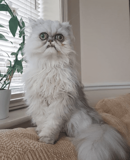 You Should Get to Know Wilfred Warrior, the Hilarious Instagram-Famous Cat