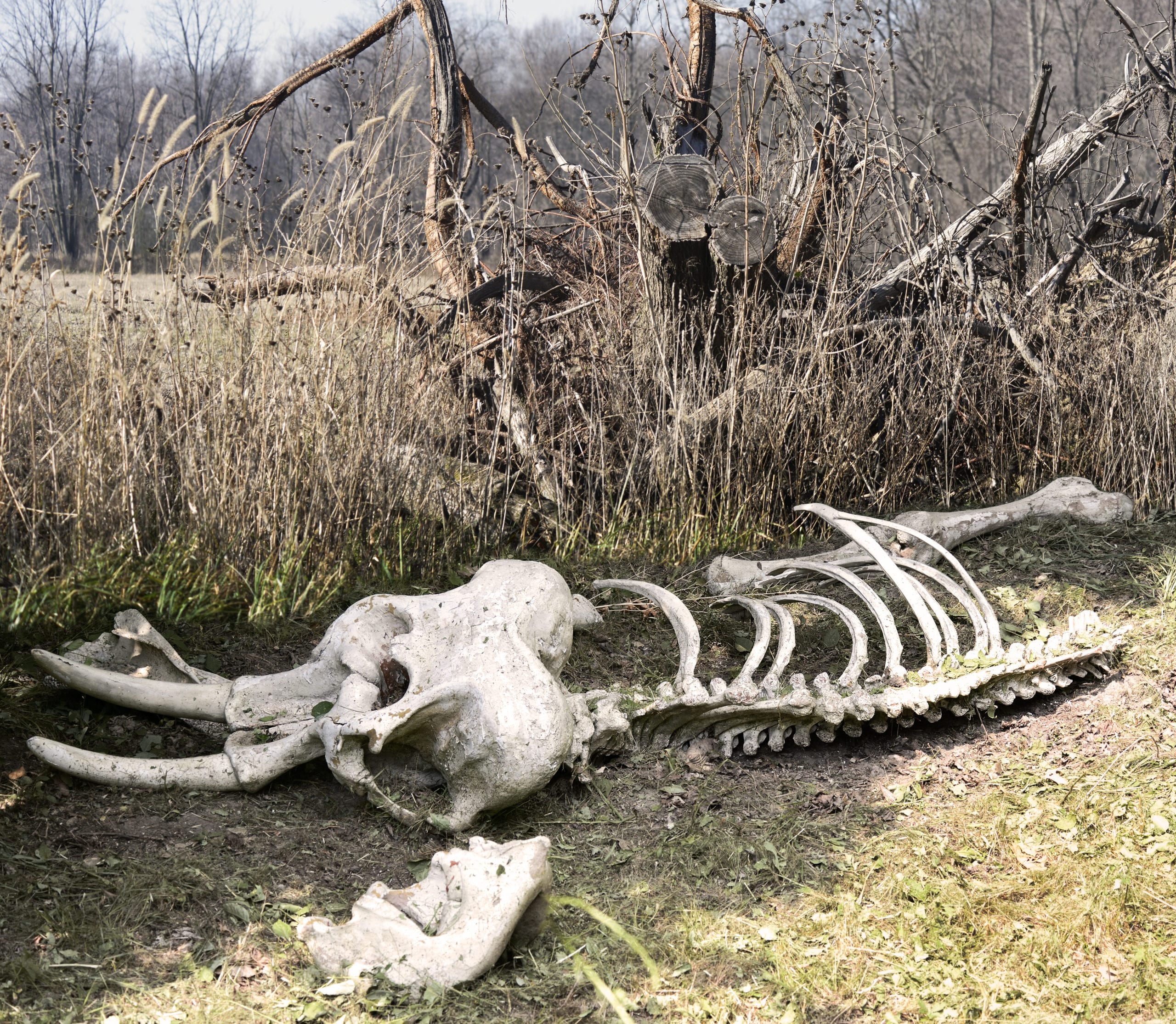 Behind the Myth of the Elephant Graveyard