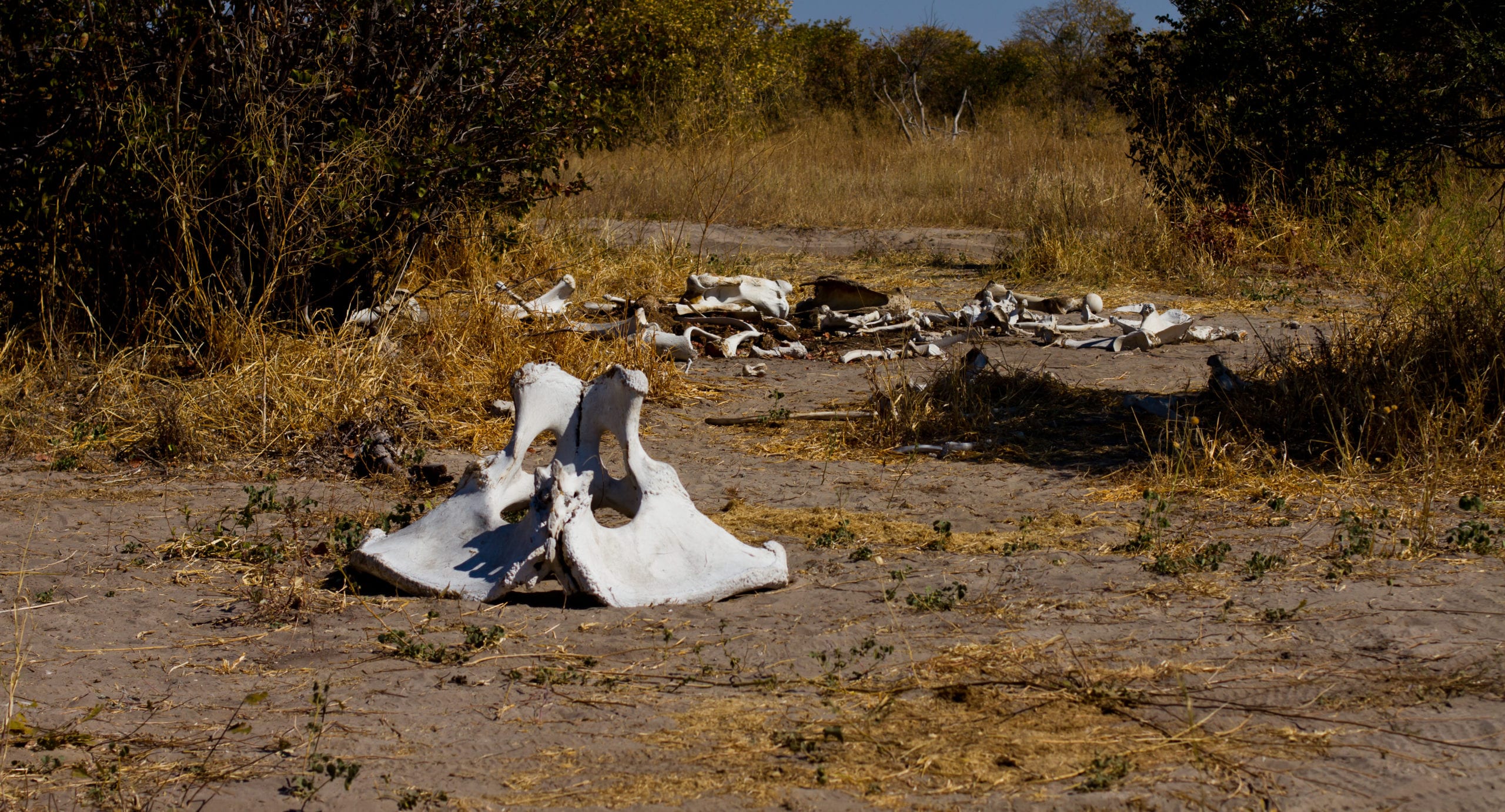 Behind the Myth of the Elephant Graveyard