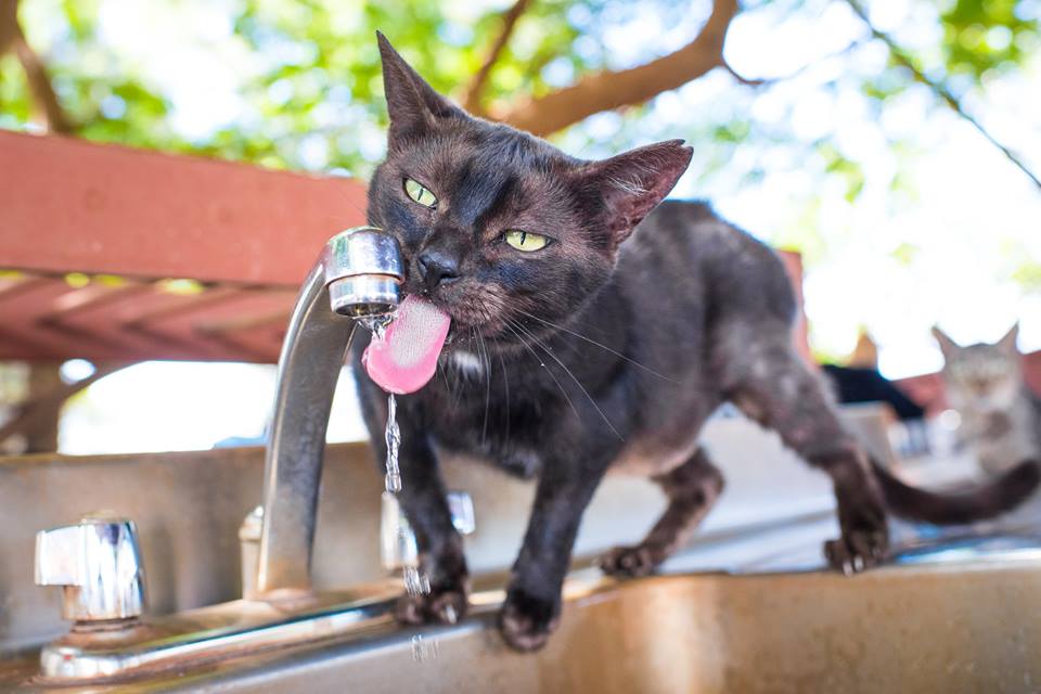 This Cat Sanctuary in Hawaii Is Home to More Than 600 Kitties