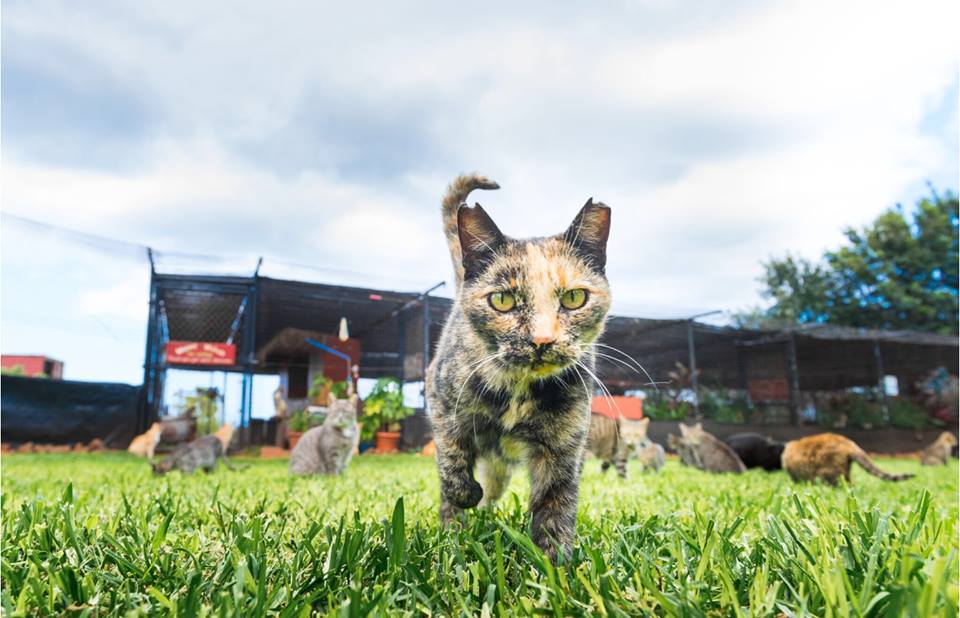 This Cat Sanctuary in Hawaii Is Home to More Than 600 Kitties