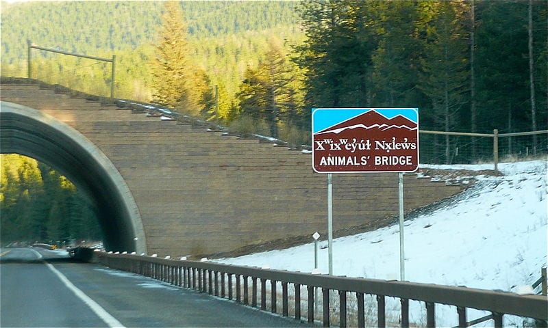 Bridges for Animals to Safely Cross Freeways Are Being Built All over ...