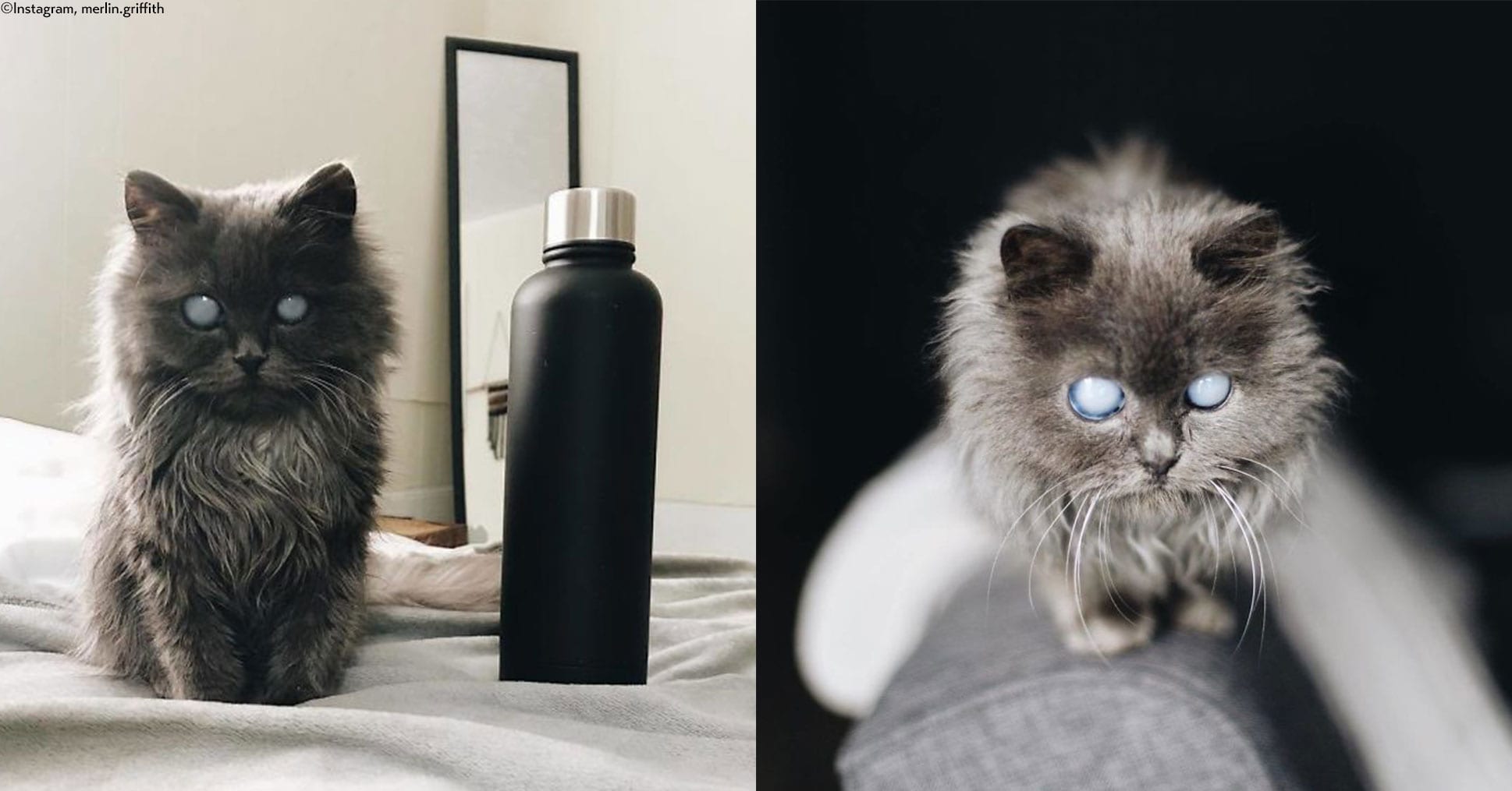 Merlin the Cat Is Perfect and Tiny and I Can't Get Enough