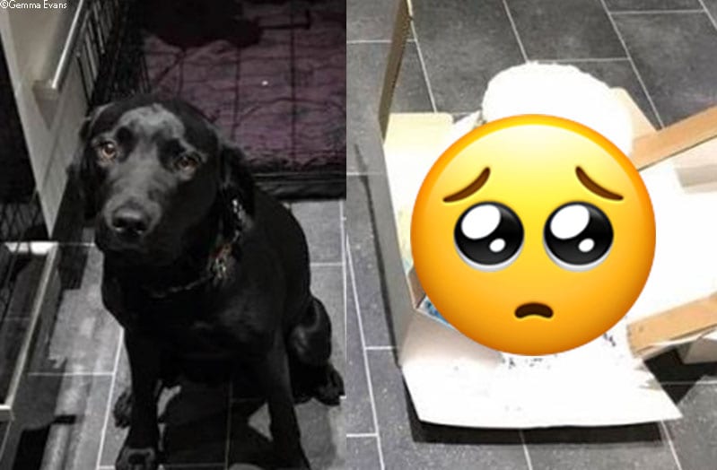Labrador Eats Wedding Cake But Is So Cute We Forgive Her Mostly