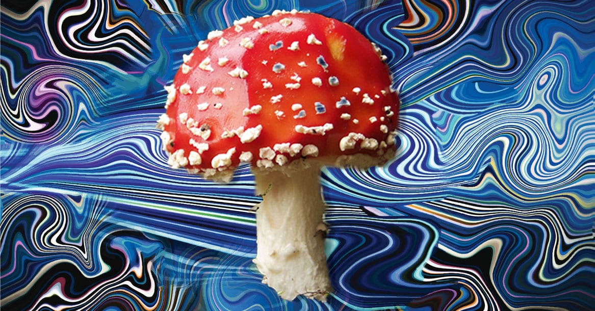Eating Magic Mushrooms Really Can Boost Your Creativity...for a Little ...