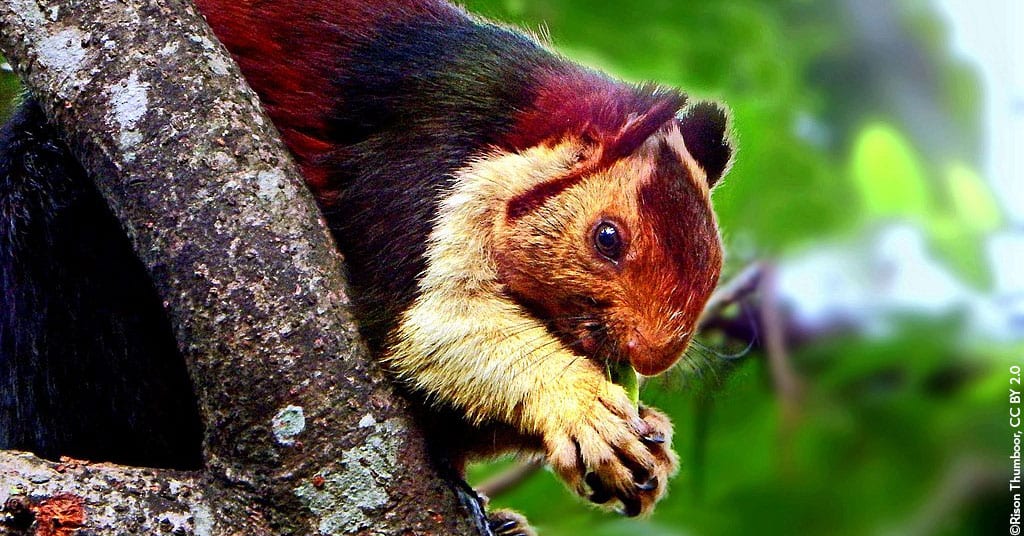 There Are Giant Multicolored Squirrels Living in India, so Go Ahead and ...