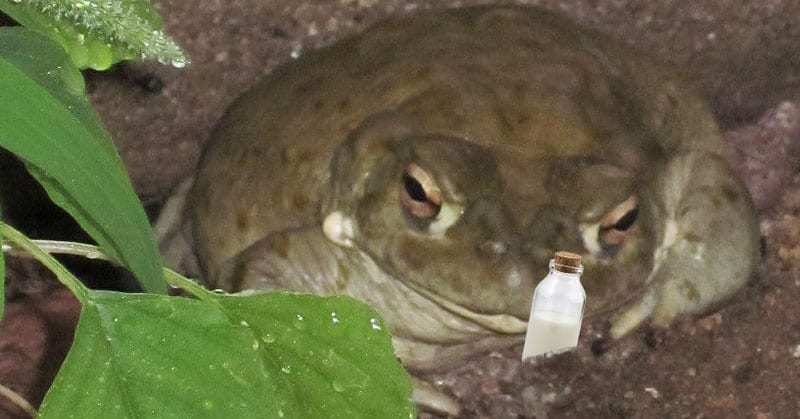 Smoking the 'Milk' from This Psychedelic Toad Could Help Alleviate Your ...