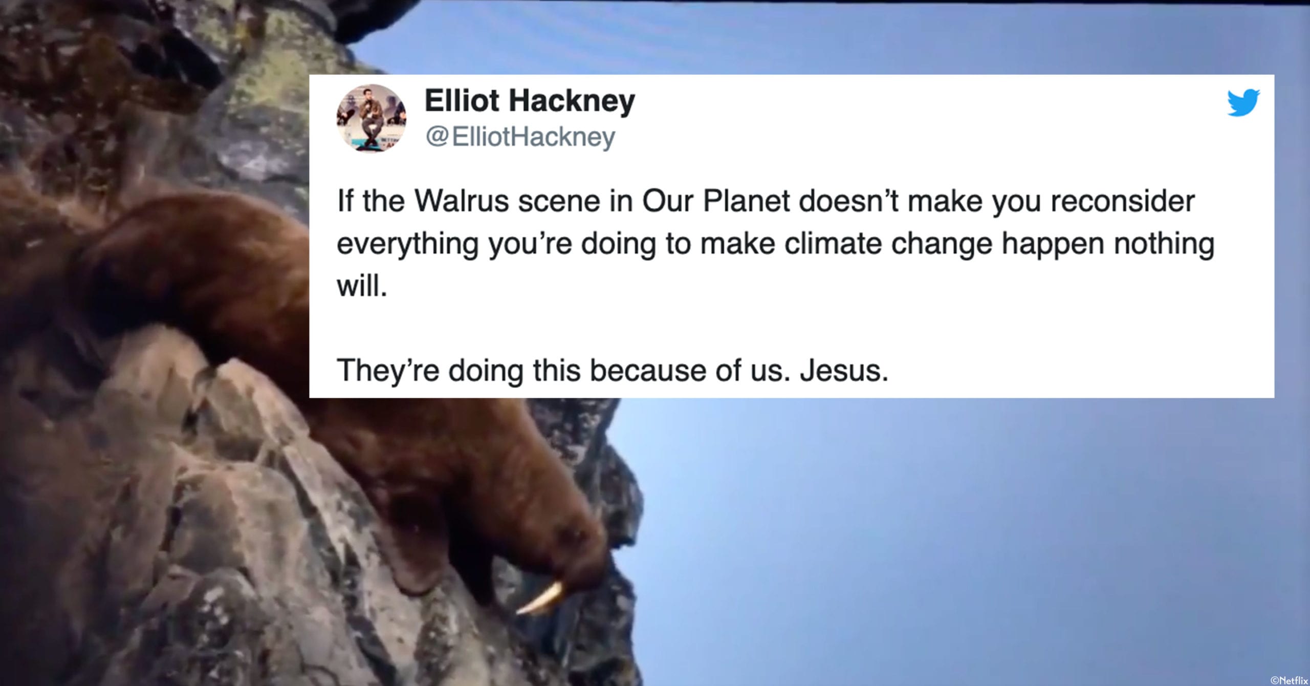 The Real Story Behind the Heartbreaking Walrus Scene in Netflix's 'Our ...