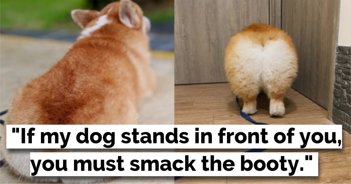 People Are Sharing The Funny Rules For They Made Up For Their Pets