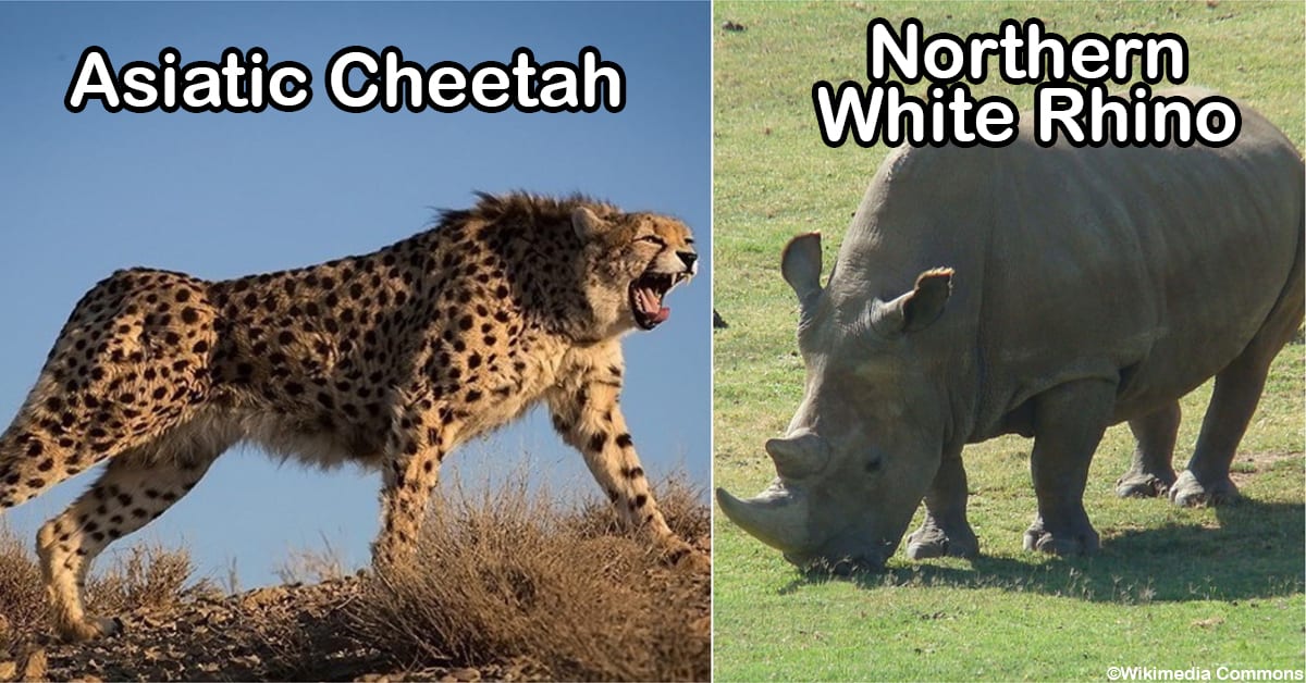 10 Endangered Animals That Could Become Extinct in a Few Years