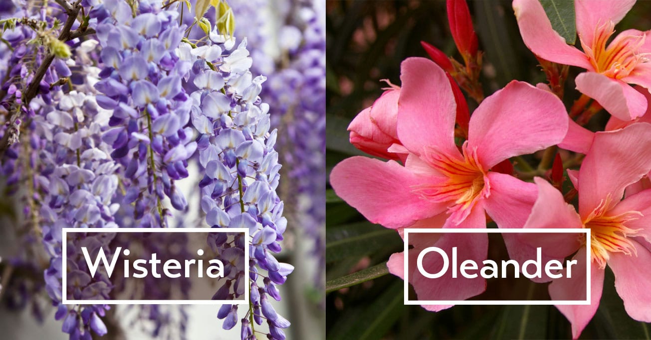 5 Incredibly Toxic Flowers That Are As Deadly As They Are Beautiful