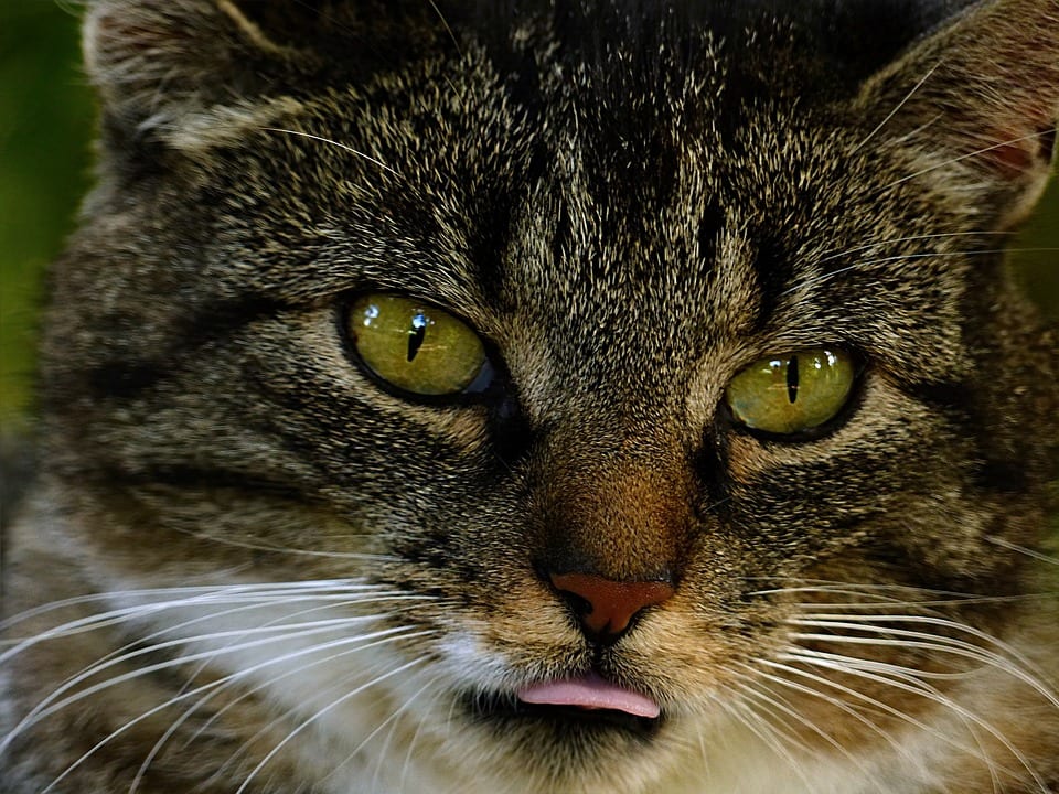 10 Animal Slang Words Every Pet Parent Should Know