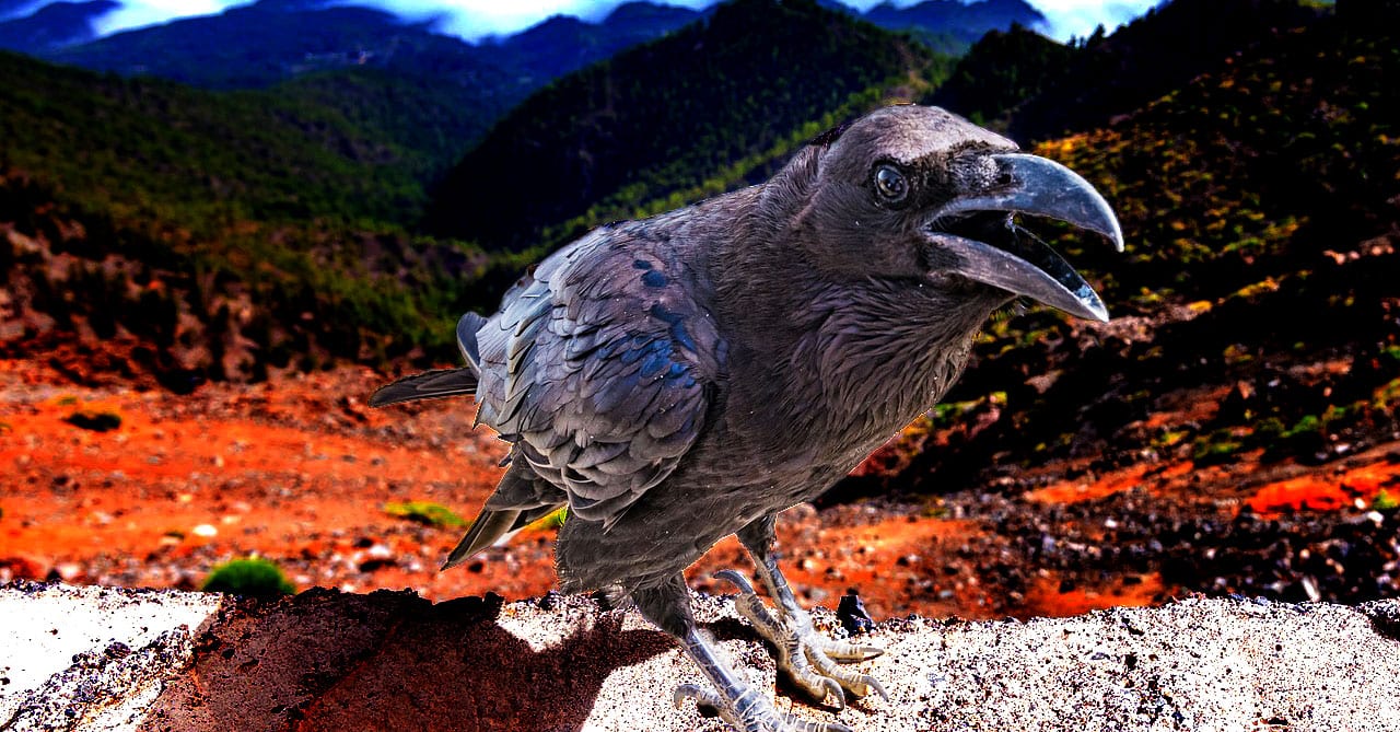 Beware the Birds: Crows Form, Nurse and Share Grudges Against Humans