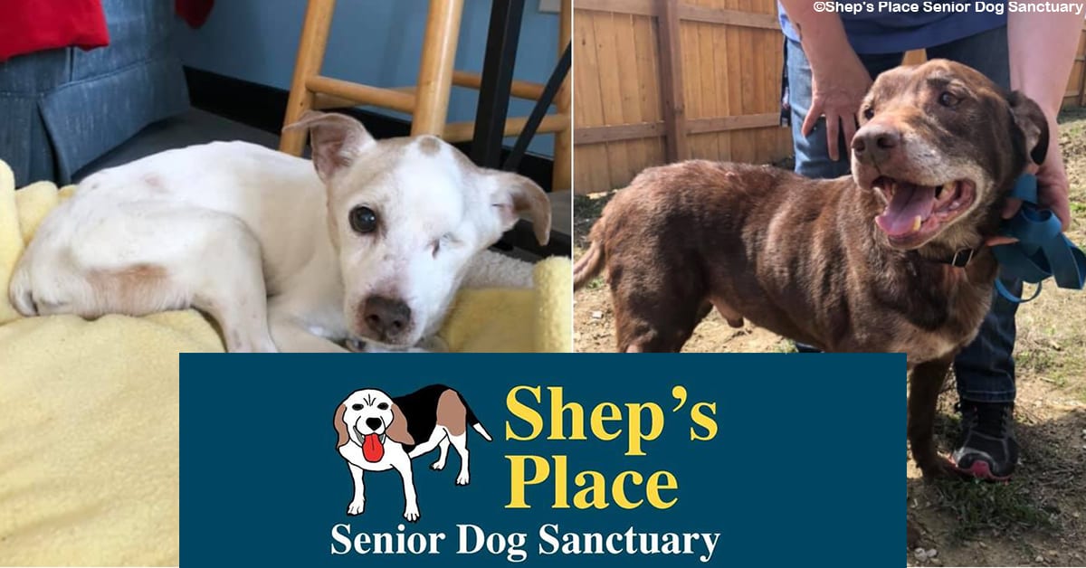 There's Now a Retirement Home for Senior Shelter Dogs in Missouri