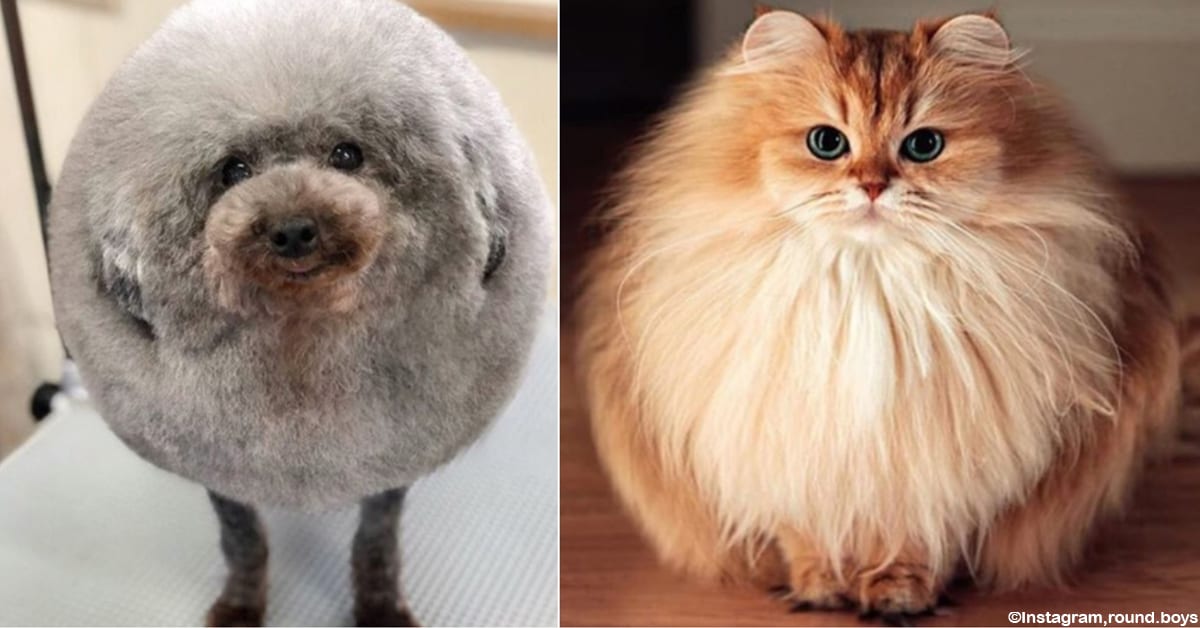 This Instagram Account Is Only Pictures of Round Animals
