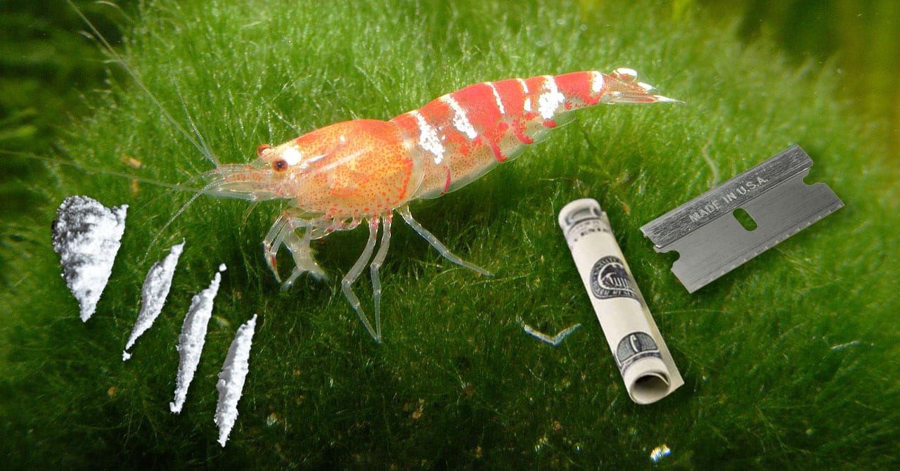 Shrimp Are Failing Drug Tests For Cocaine, Ketamine, Xanax, And Valium