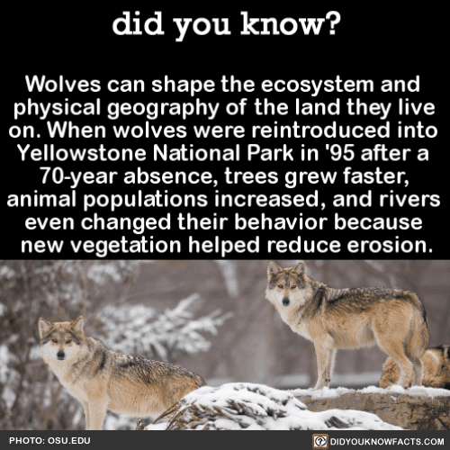 wolves-can-shape-the-ecosystem-and-physical - did you know?
