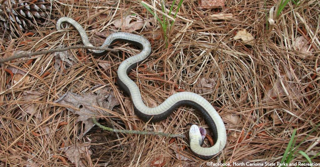 People Can't Get Enough of the North American "Zombie Snake"