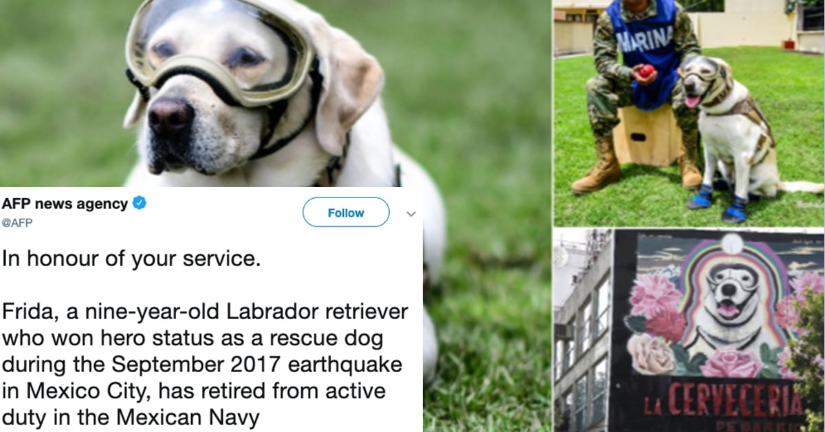 15 Photos That Prove Service Dogs Are Awesome