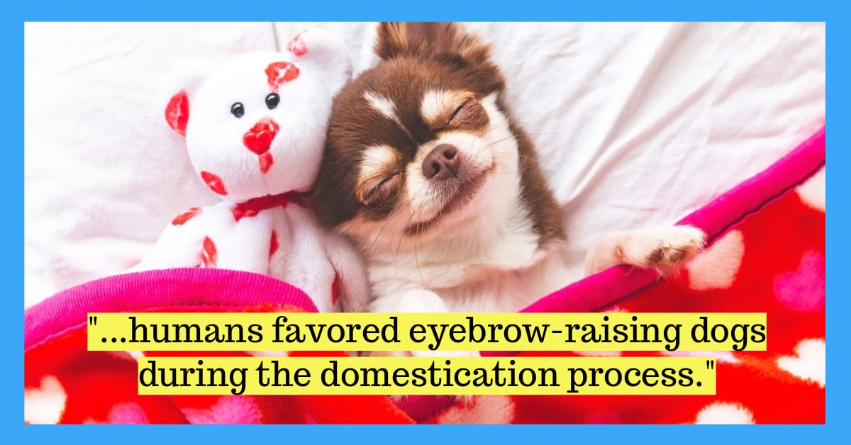 The Evolutionary Explanation for that Puppy Dog Look You Can't Resist The Evolutionary Explanation for that Puppy Dog Look You Can't Resist